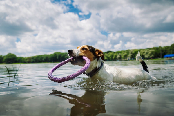 Best Exercises to Keep Your Dog in Good Shape - Strawfield Pets